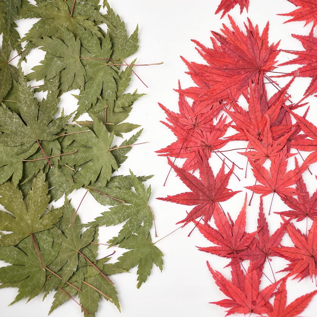 12-piece Pressed Maple Leaf - Etsy