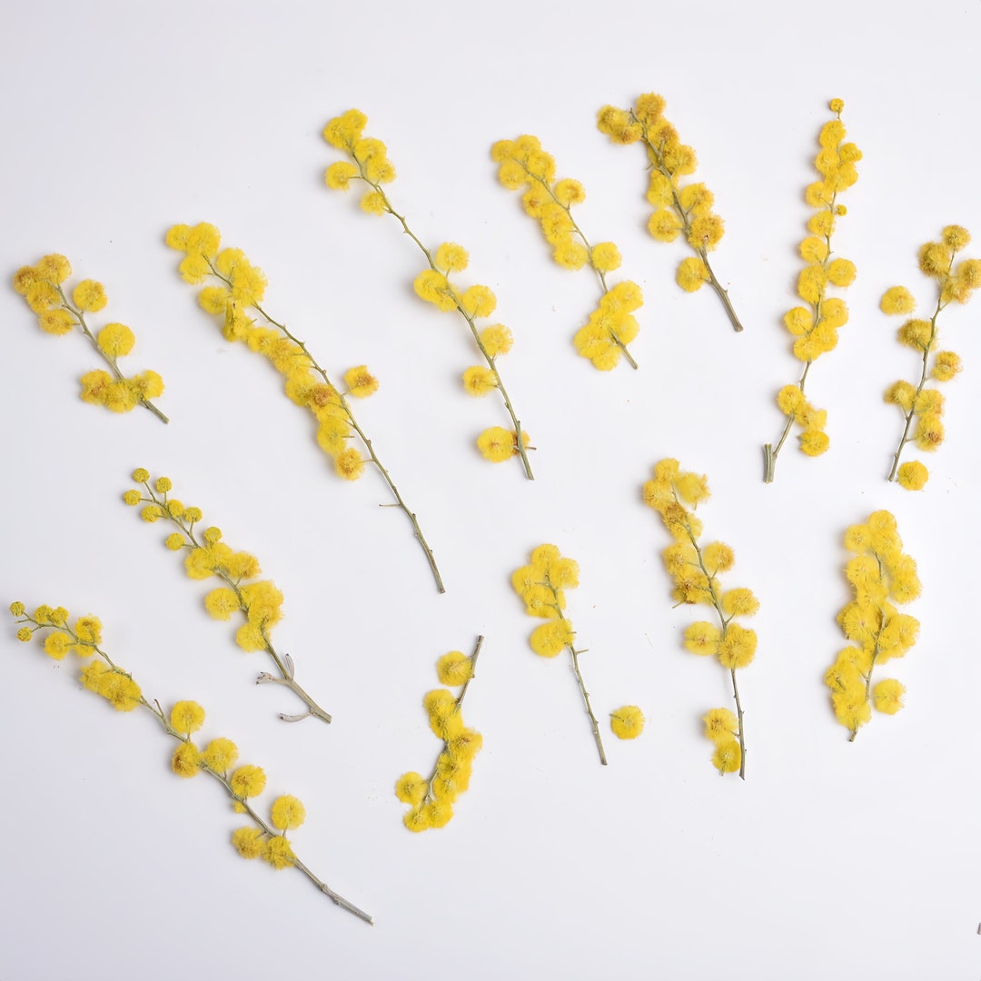 8-piece Dried Pressed Silver Wattle - Etsy