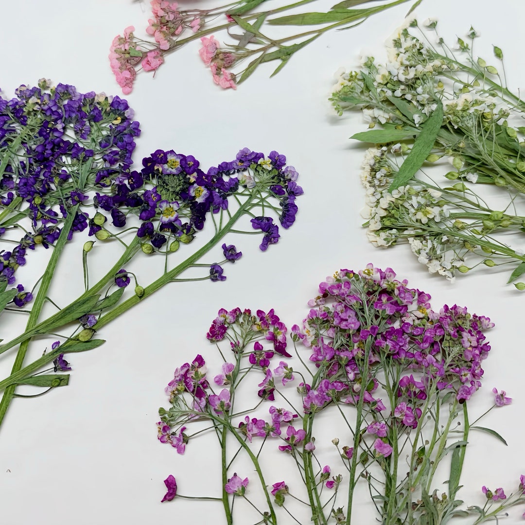 8-piece Dried Pressed Sweet Alyssum | Edible - Etsy