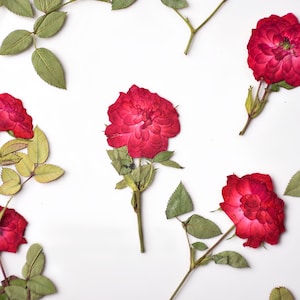 6-piece Pressed Red Rose With Leaves | Edible - Etsy
