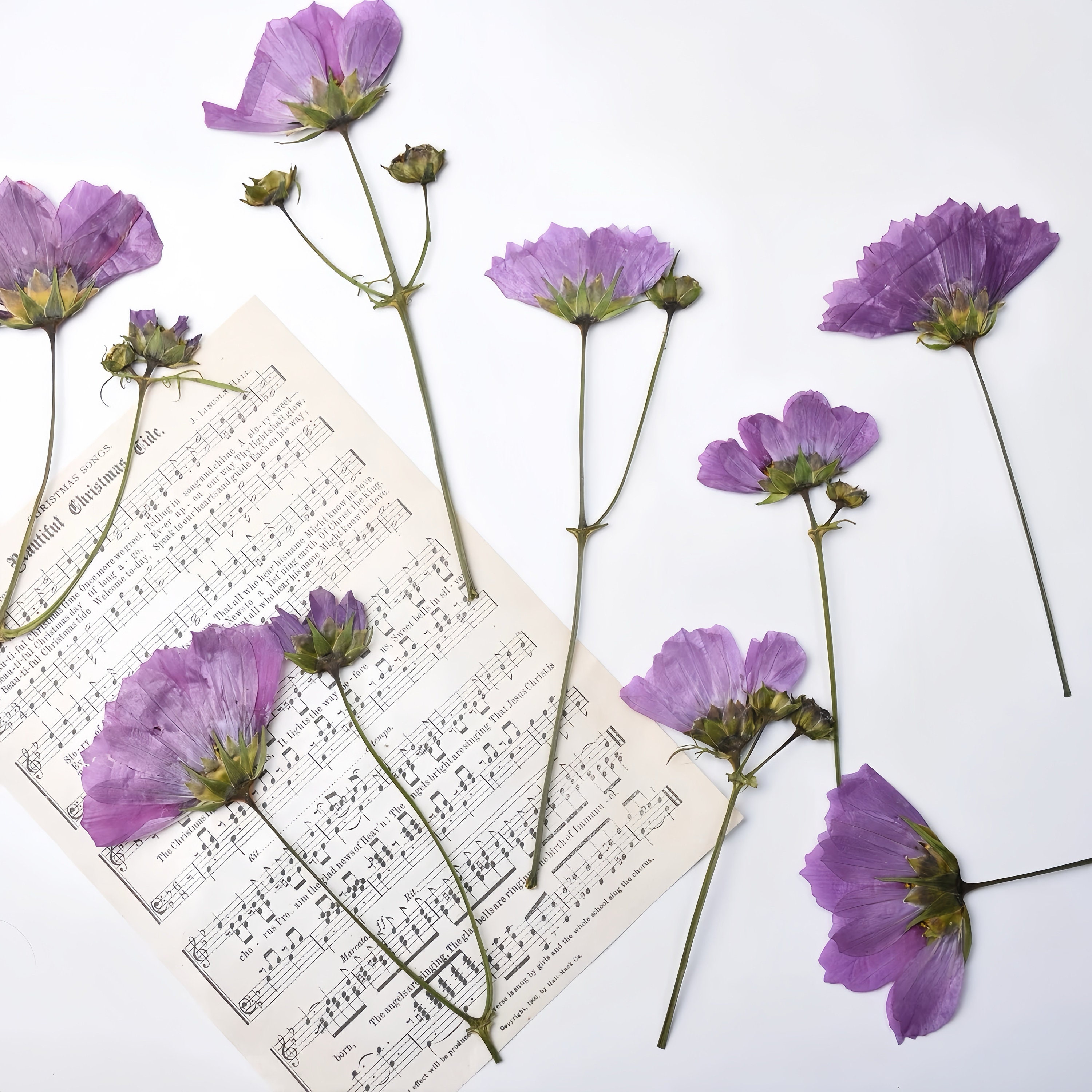 6-piece Side-pressed Cosmos | Food Safe - Etsy