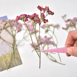 6-piece Pressed Limonium Safora - Etsy