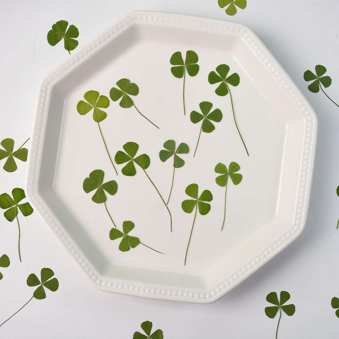 12-piece Dried Pressed Four-leaf Clover｜edible - Etsy