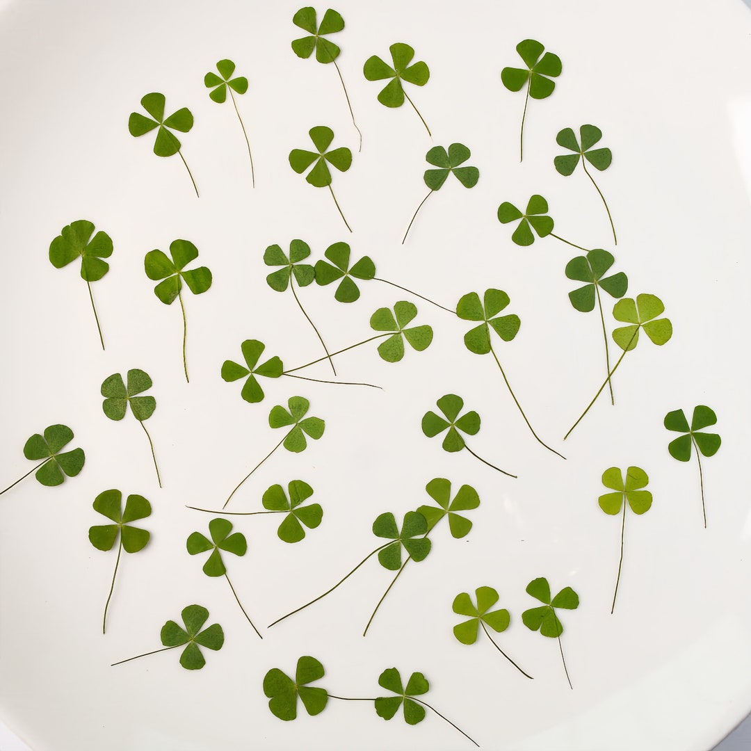 12-piece Pressed 4-leaf Clover Edible - Etsy