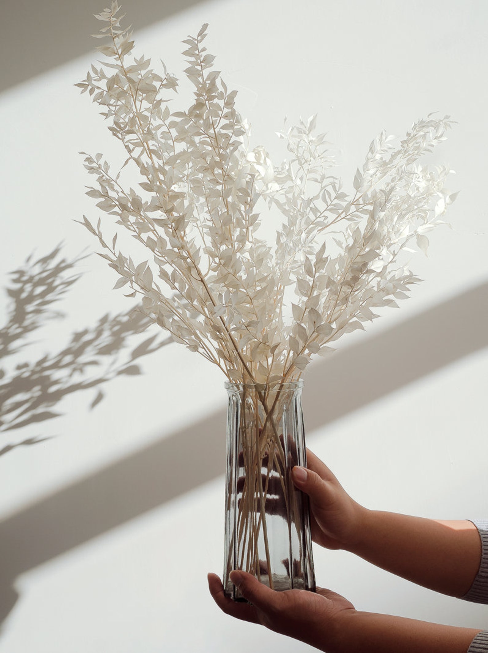 White Ruscus Branches Premium Bleached Italian Ruscus Dried - Etsy