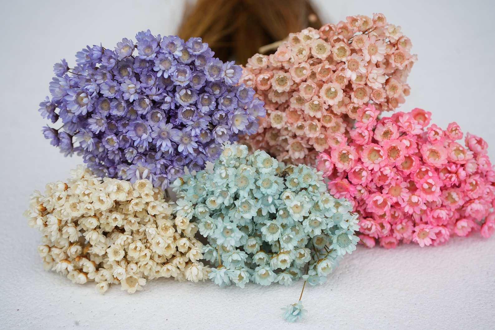 Dried Star Flowers, Natural Star Flower , Tiny Mini White Daisy, BOHO ...