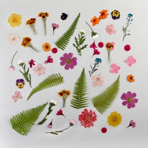 50 Pieces FOOD SAFE Pressed Flowers | Cake Decoration Flowers - Etsy