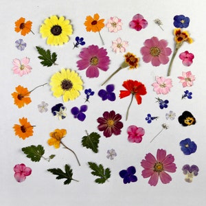 50 Pieces Food-safe Pressed Flowers Cake Decoration Flowers - Etsy
