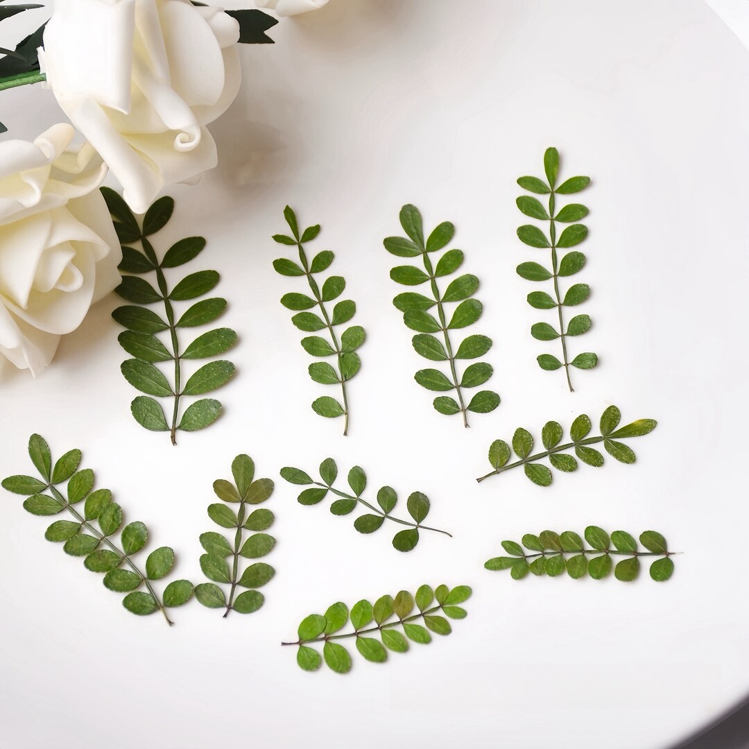 12-piece Dried Pressed Pepper Tree Leaves | Edible - Etsy