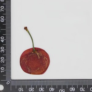 Pressed Fruits Collection - Etsy