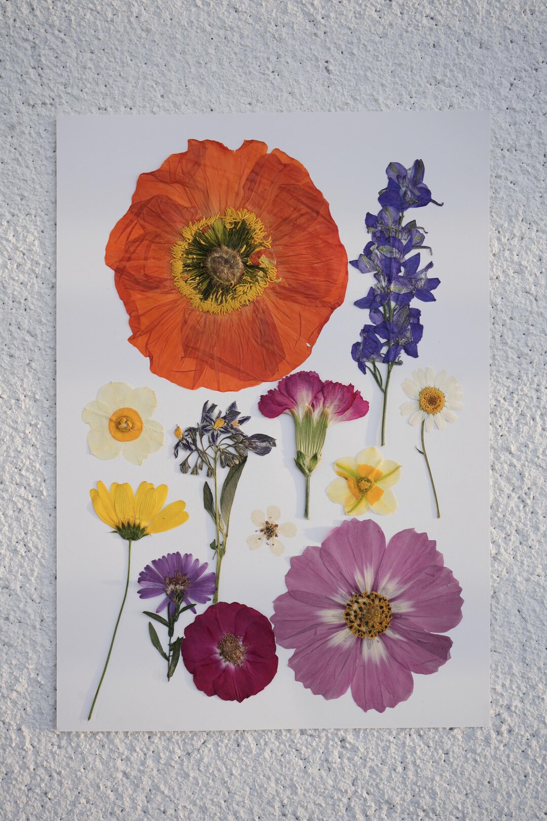 12 Months Pressed Birth Flower DIY Kit - Create Your Own Botanical Art ...