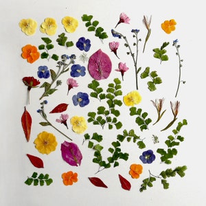 50 Pieces Food-safe Pressed Flowers Cake Decoration Flowers - Etsy