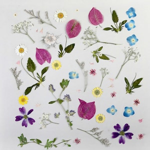 50 Pieces Food-safe Pressed Flowers Cake Decoration Flowers - Etsy