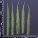 Pressed Fern Leaves Collection – 13 Varieties and 26 Pieces | Real ...