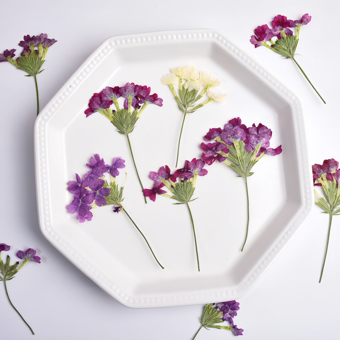 6-piece Mixed-color Verbena With Stems | Dried Pressed Flower Pressed ...
