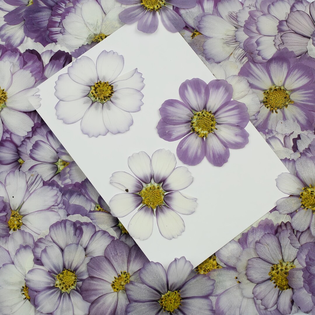 4-piece Dried Pressed Cosmos｜october Birth Flower - Etsy