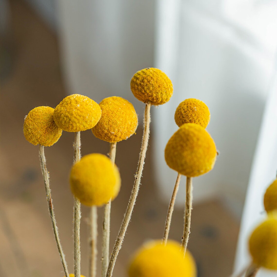 20 Stems Dried Billy Balls Dried Yellow Flowers Billy - Etsy