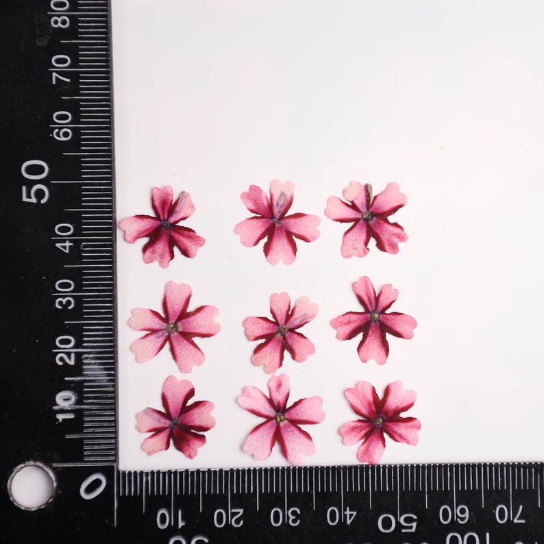 12-piece Pressed Verbena - Etsy