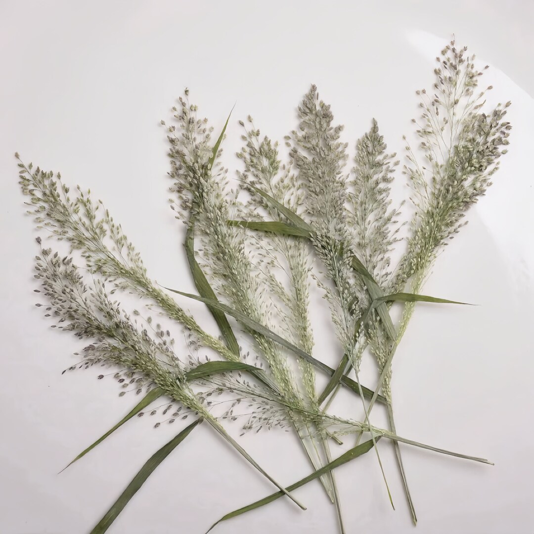 10-piece Dried Pressed Wind Grass - Etsy