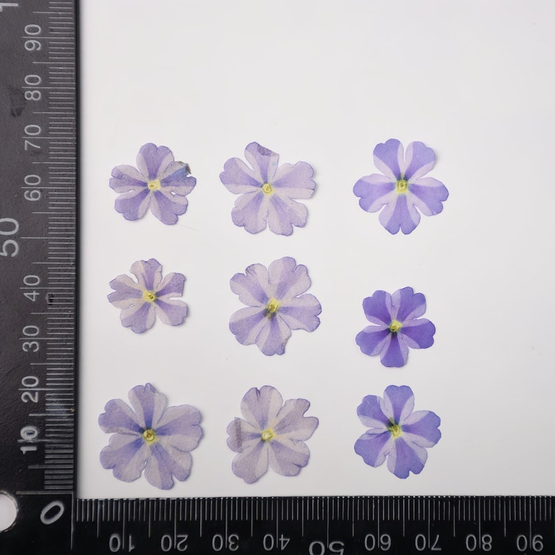 12-piece Pressed Verbena - Etsy