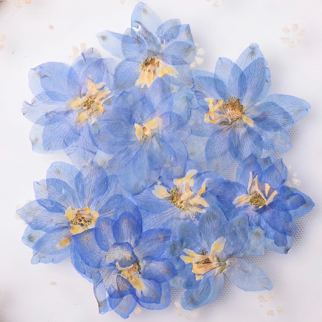 12-piece Pressed Light Blue Flower Dried Pressed Flower Pressed Flower ...