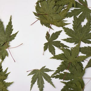 12-piece Pressed Maple Leaf - Etsy