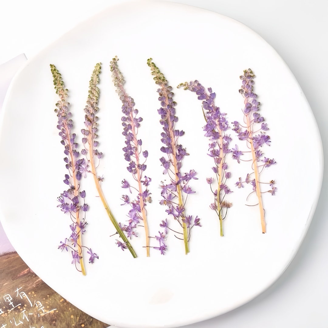 6-piece Pressed Japanese Jacinth Edible Flower - Etsy