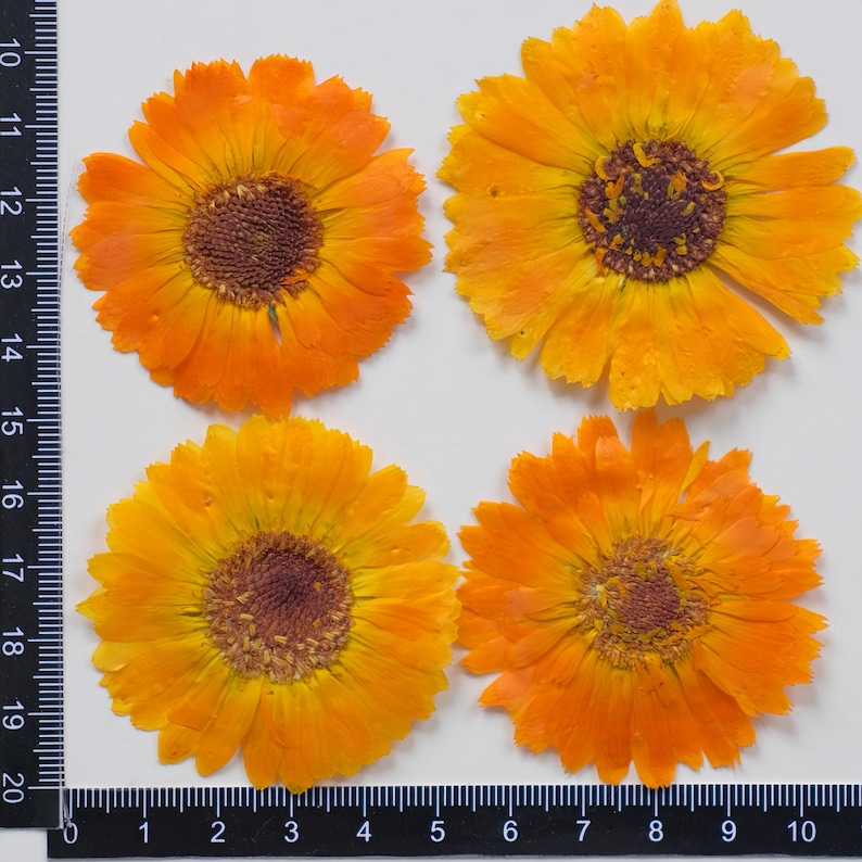 8-piece Pressed Calendula | Edible - Etsy