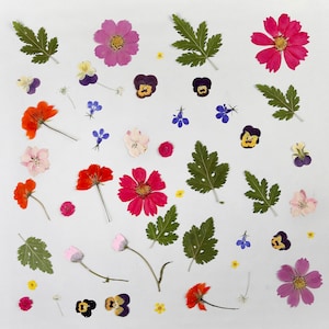 50 Pieces Food-safe Pressed Flowers Cake Decoration Flowers - Etsy