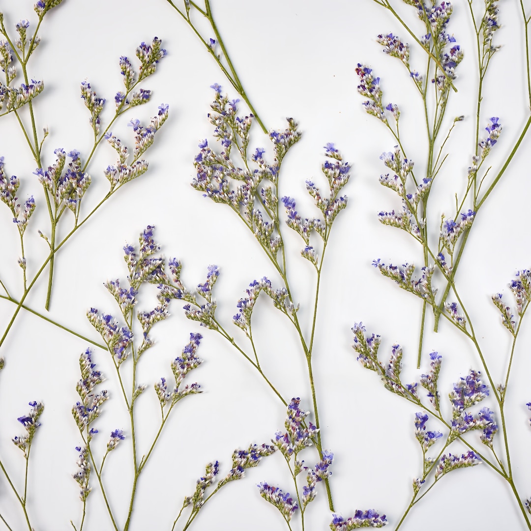 12-piece Dried Pressed Limonium Flowers - Etsy
