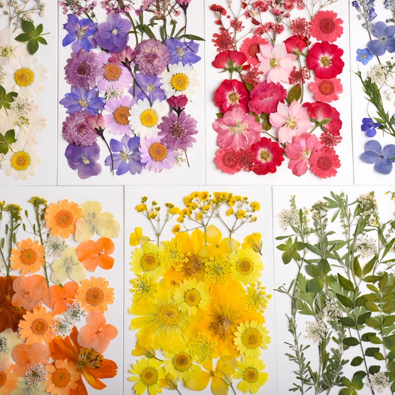 Pressed Daisy in a Frame - Etsy