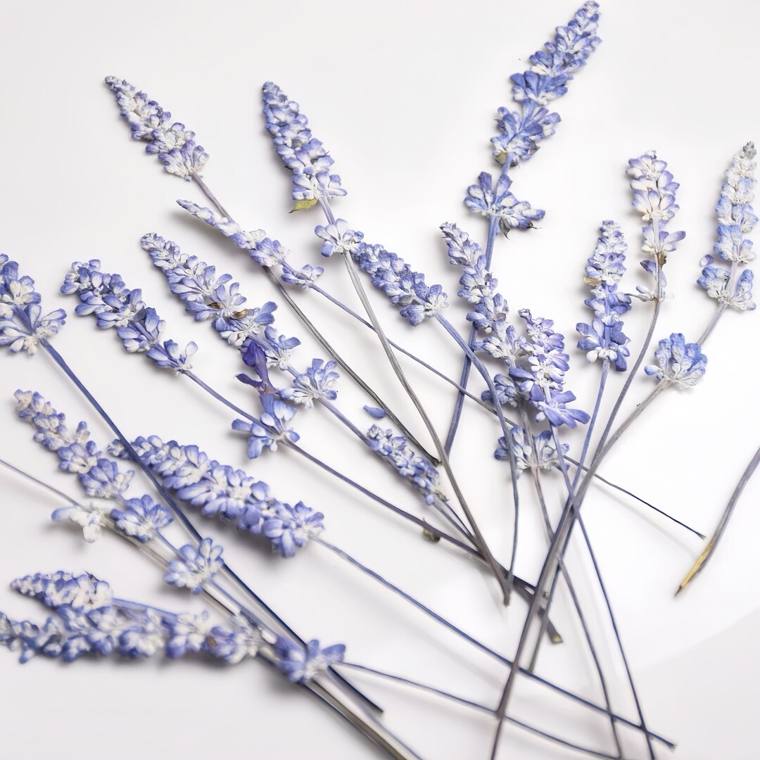 10-piece Pressed Lavender｜edible - Etsy