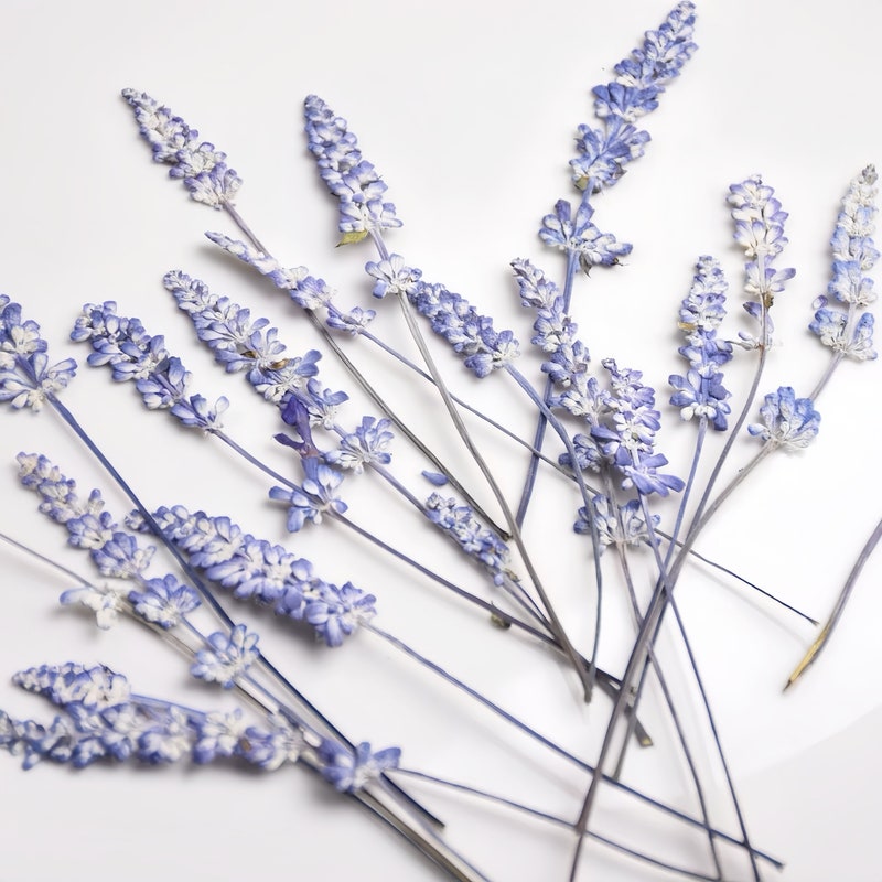 Lavender Sprigs - Etsy