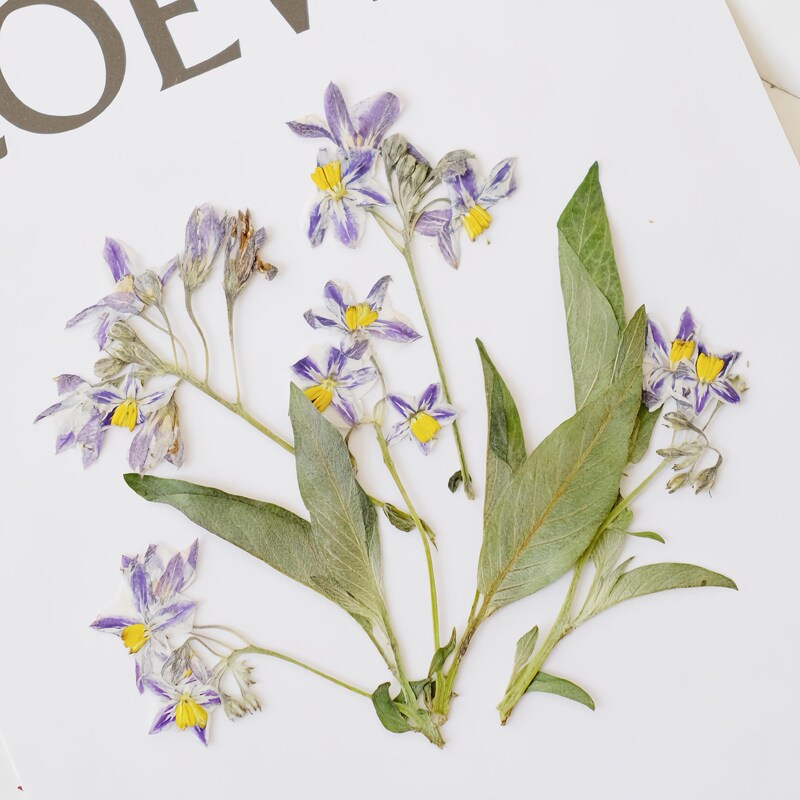 Pressed Iris Flower Dried - Etsy