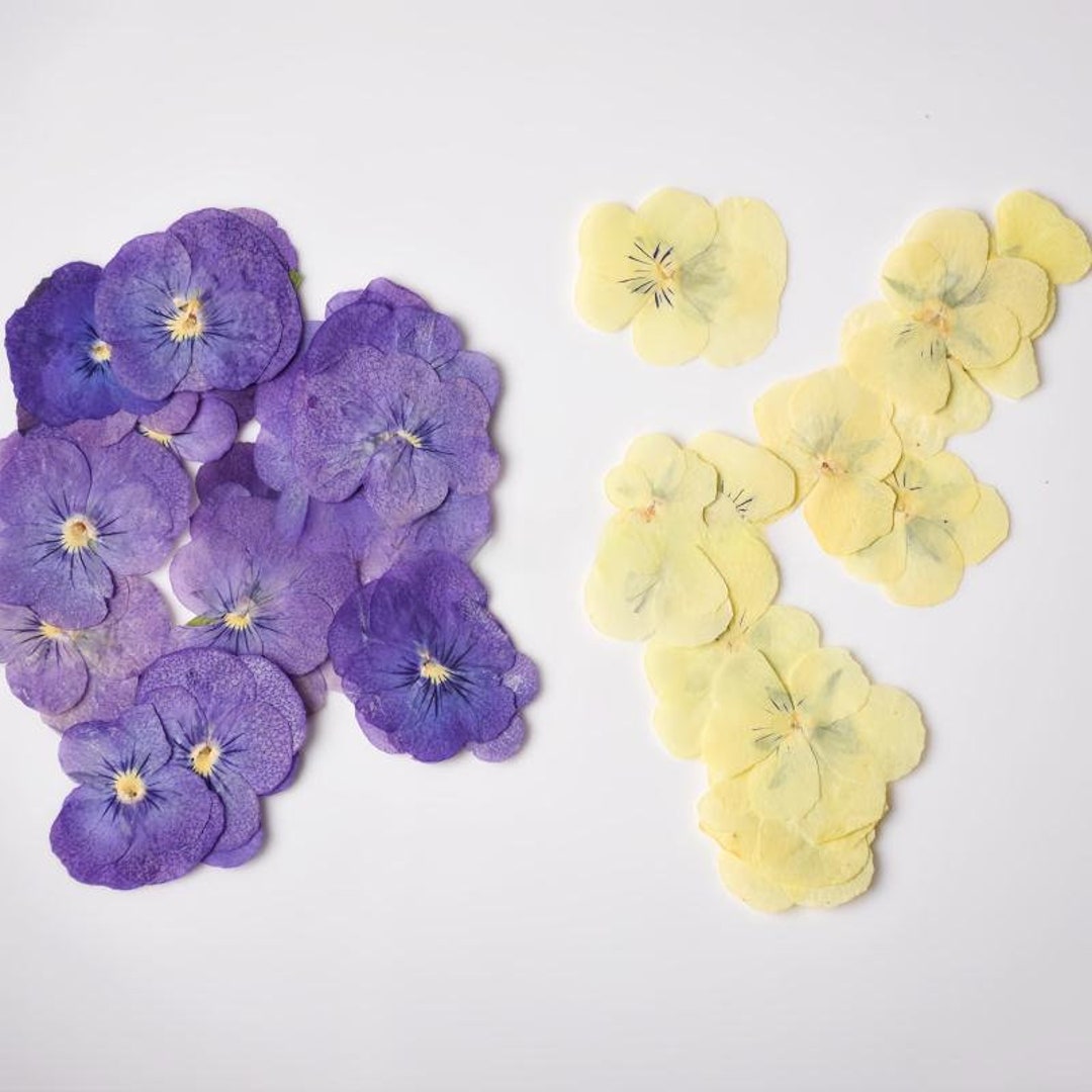 Edible Flowers Collection 3 - Etsy