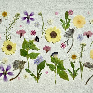 50 Pieces FOOD SAFE Pressed Flowers | Cake Decoration Flowers - Etsy
