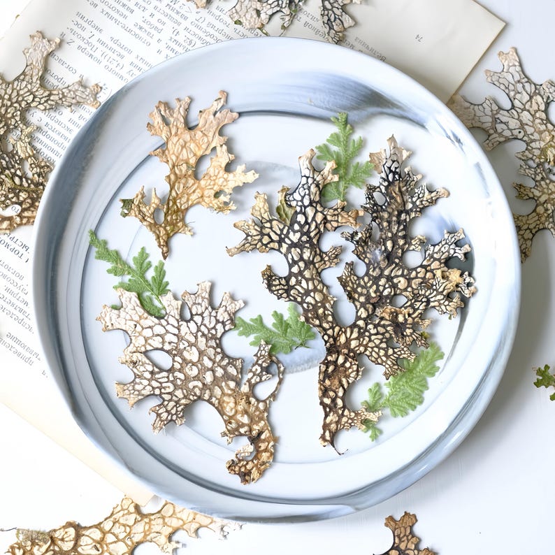 2-piece Dried Pressed Bark - Etsy