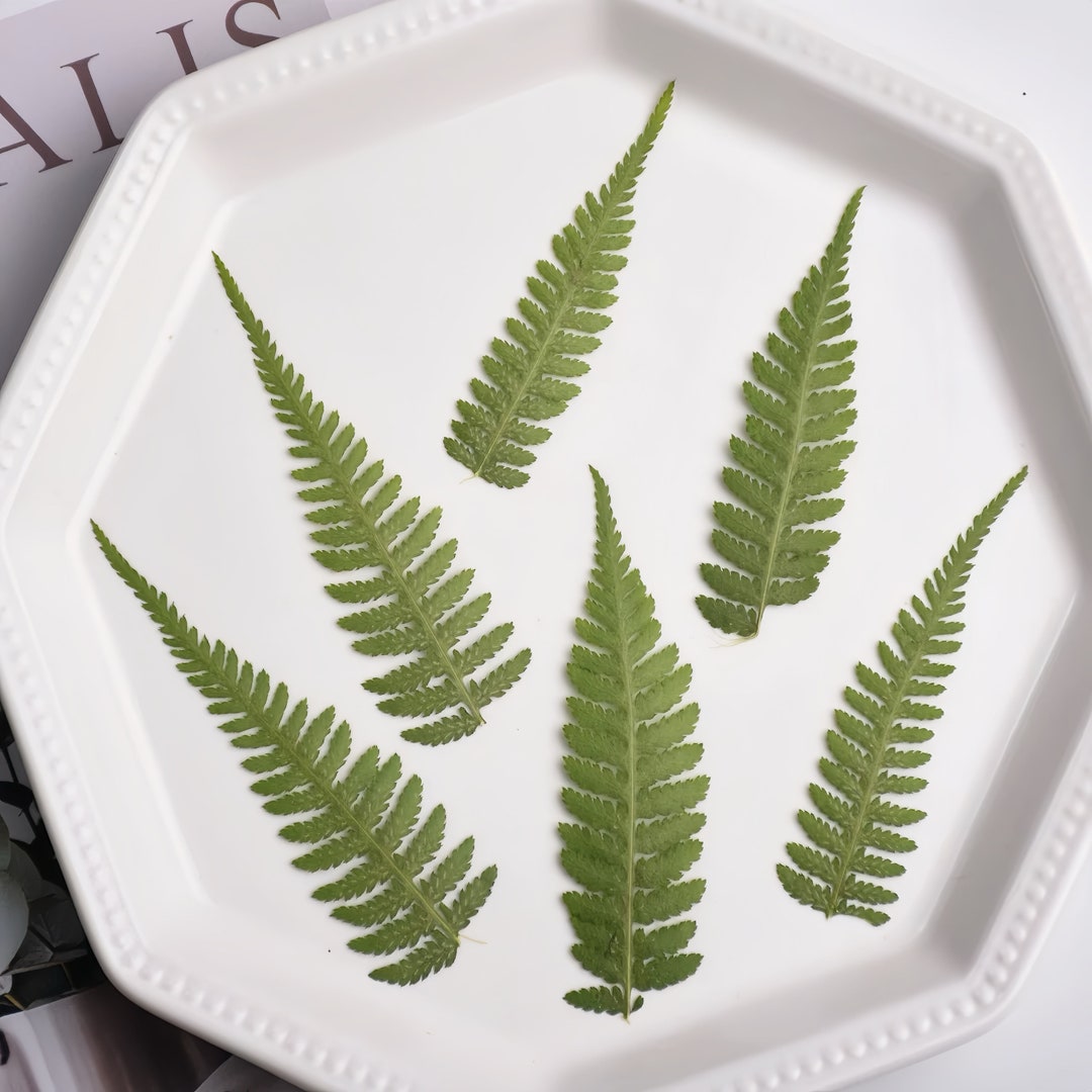 12-piece Dried Pressed Ostrich Fern - Etsy