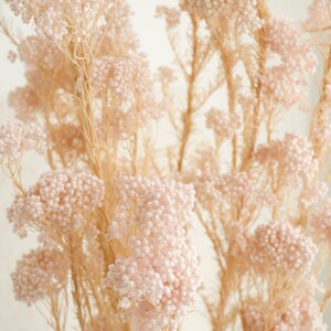 White Preserved Rice Flower,dried Flowers, Dried Plants, Dried Floral ...