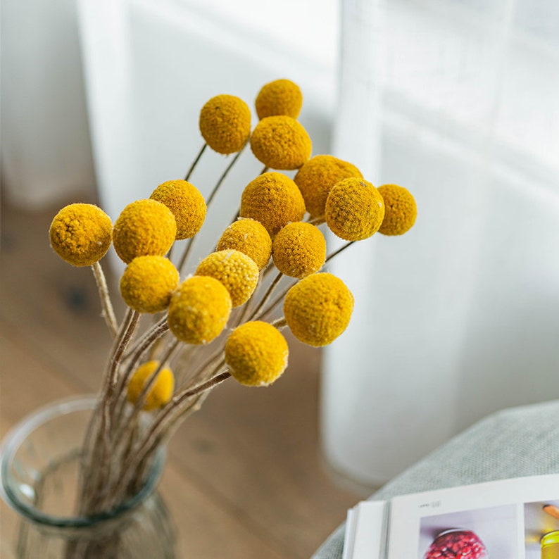 20 Stems Dried Billy Balls Dried Yellow Flowers Billy - Etsy