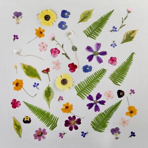 50 Pieces Food-safe Pressed Flowers Cake Decoration Flowers - Etsy