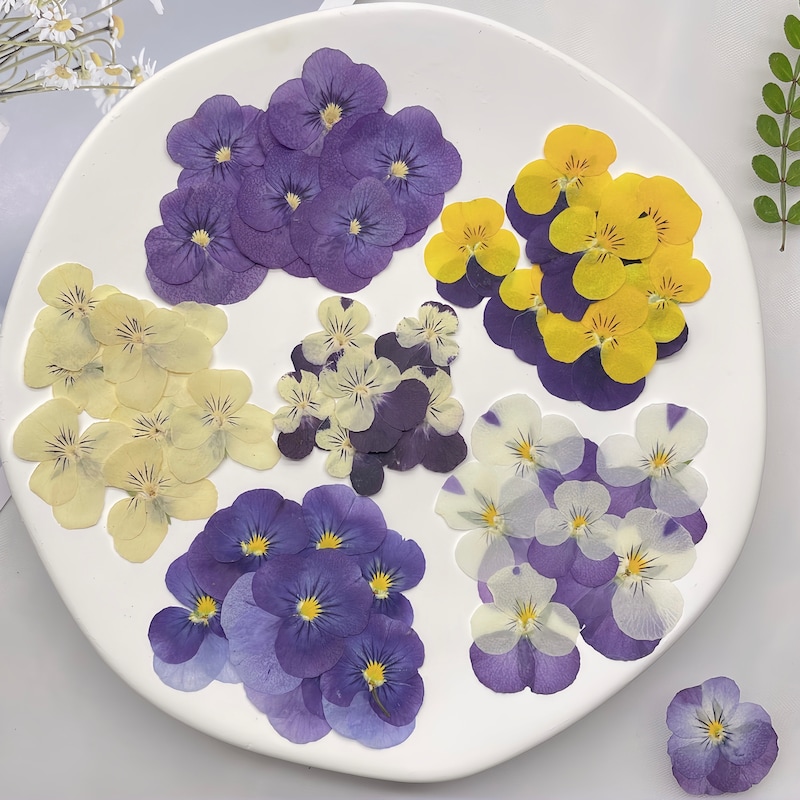 Pansy Pansies - Etsy