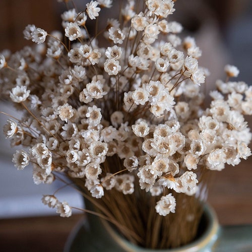 Dried Star Flowers Natural Star Flower Tiny Mini White - Etsy