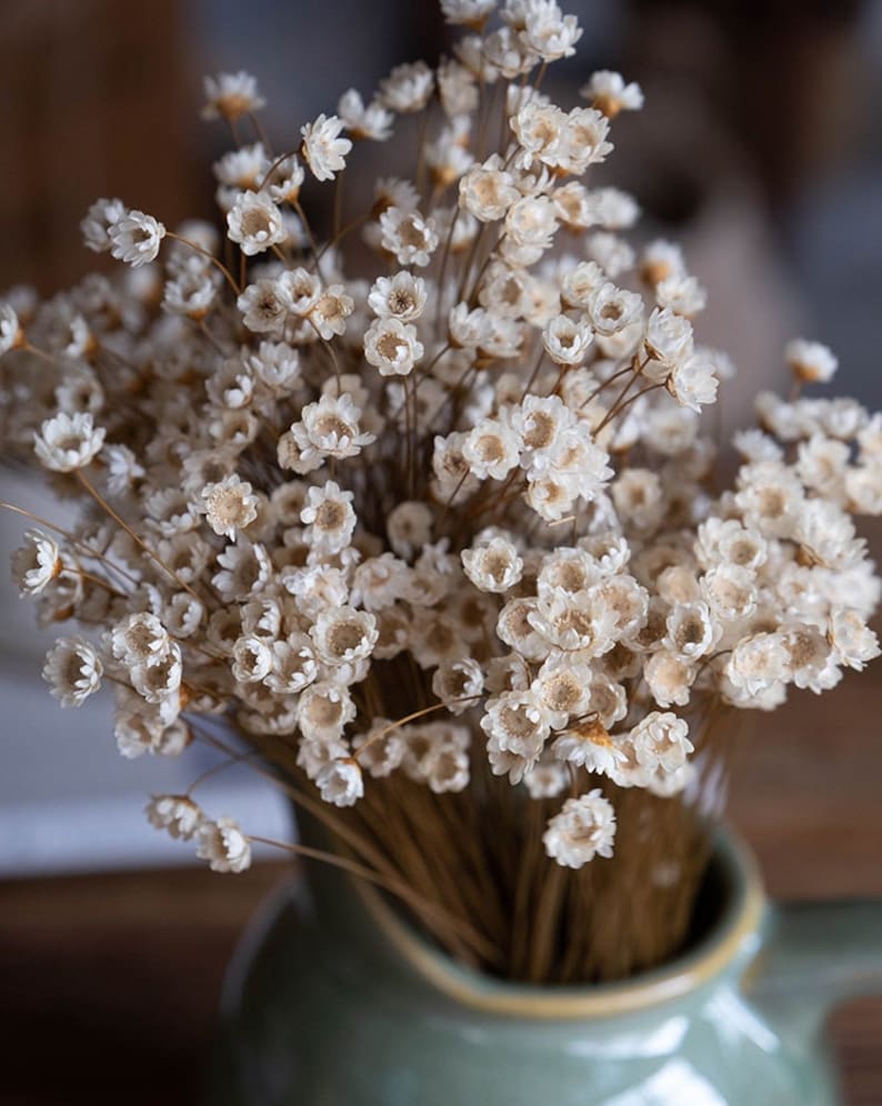 Dried Star Flowers Natural Star Flower Tiny Mini White - Etsy