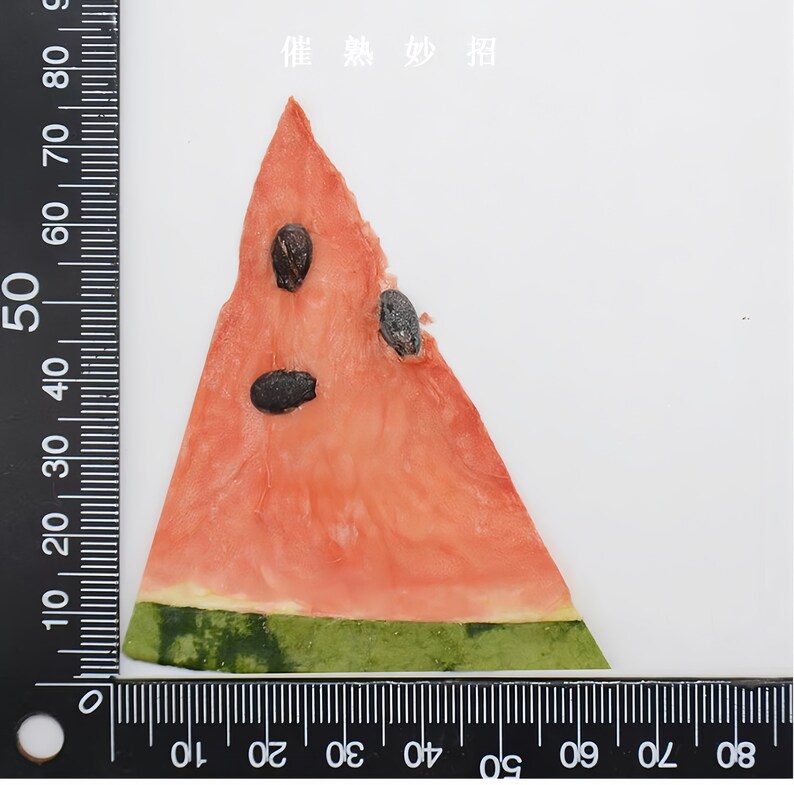 Pressed Fruits Collection - Etsy