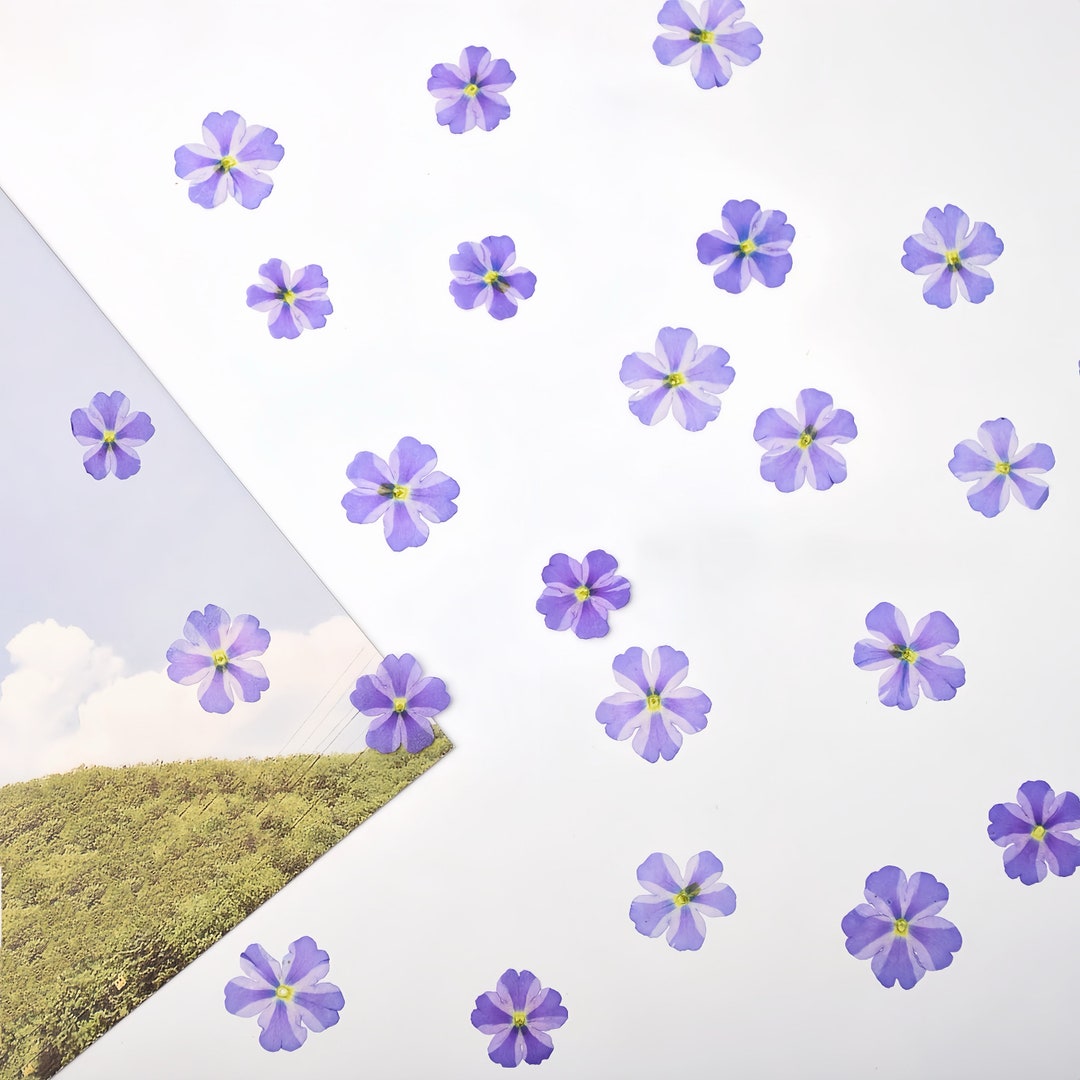 12-piece Pressed Verbena - Etsy