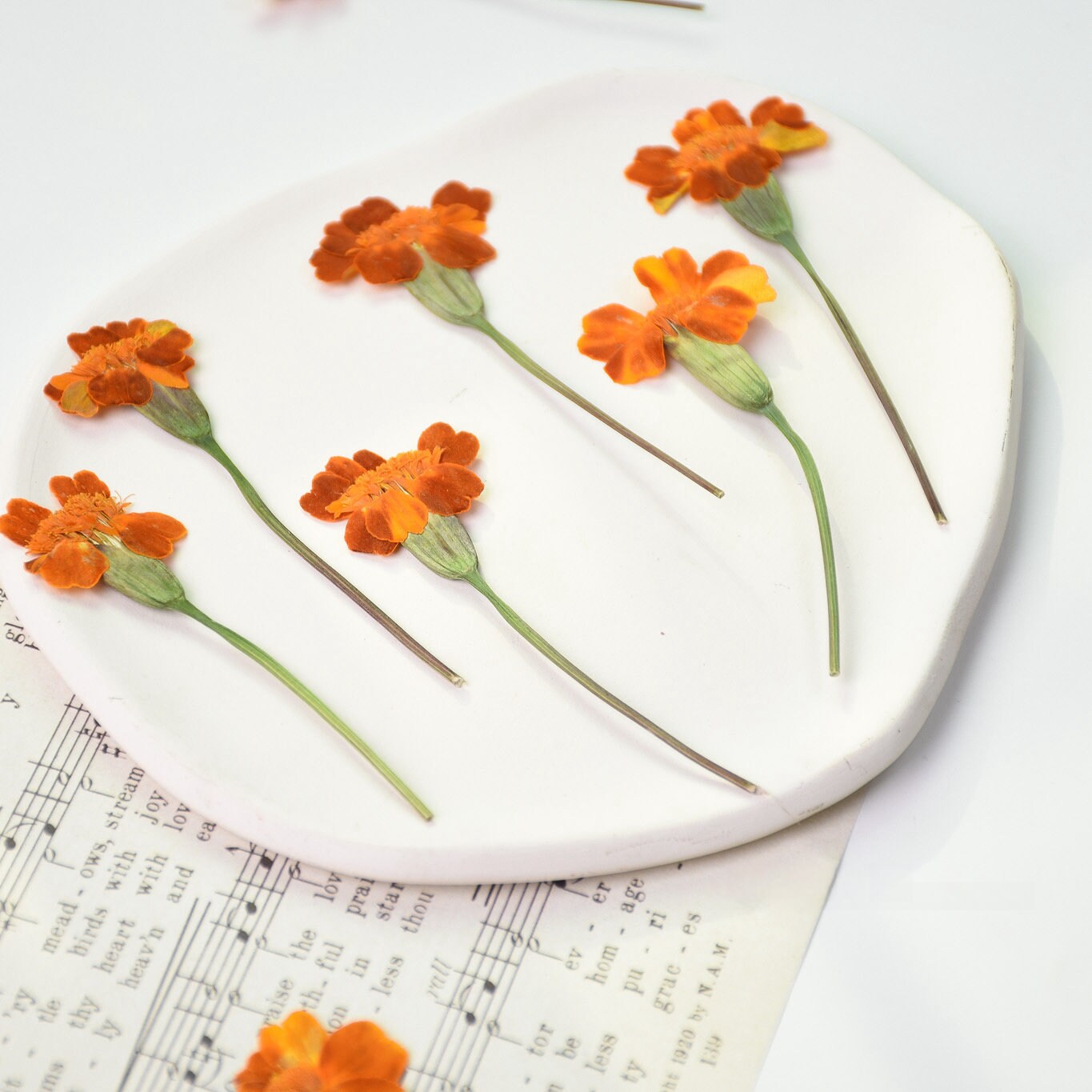 6-piece Pressed French Marigold | Edible - Etsy