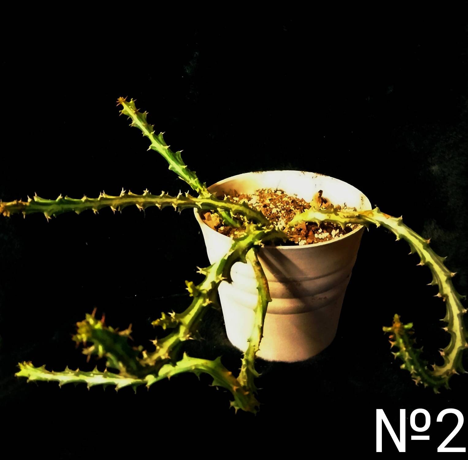 Euphorbia Knuthii Dwarf Spiny Succulent Shrublet. Roots - Etsy