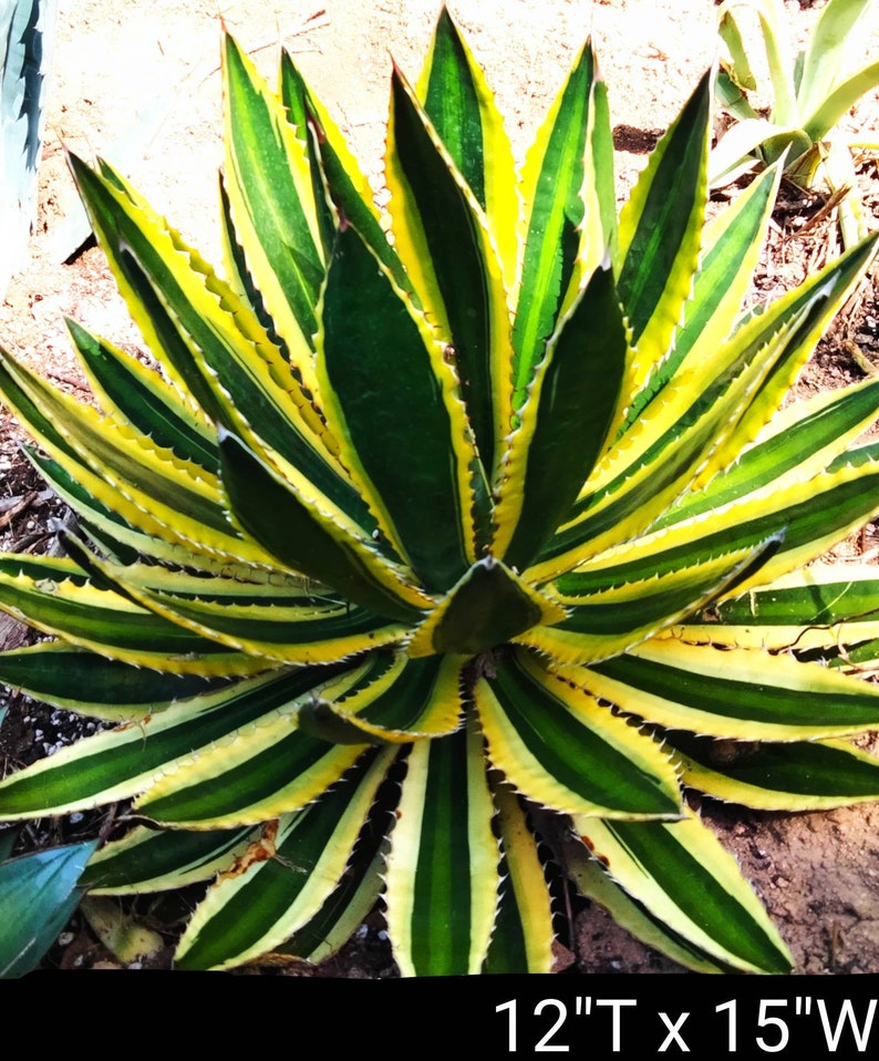 Agave Lophantha Quadricolor, Univittata, Goshiki Bandai, Filamentosa ...