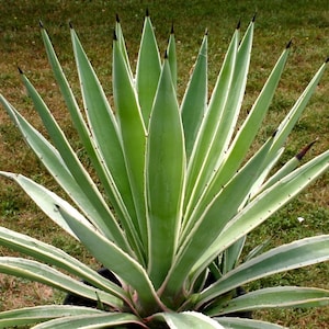 XL Agave Angustifolia Variegated, Caribbean Agave, Espadilla, Tepemete ...